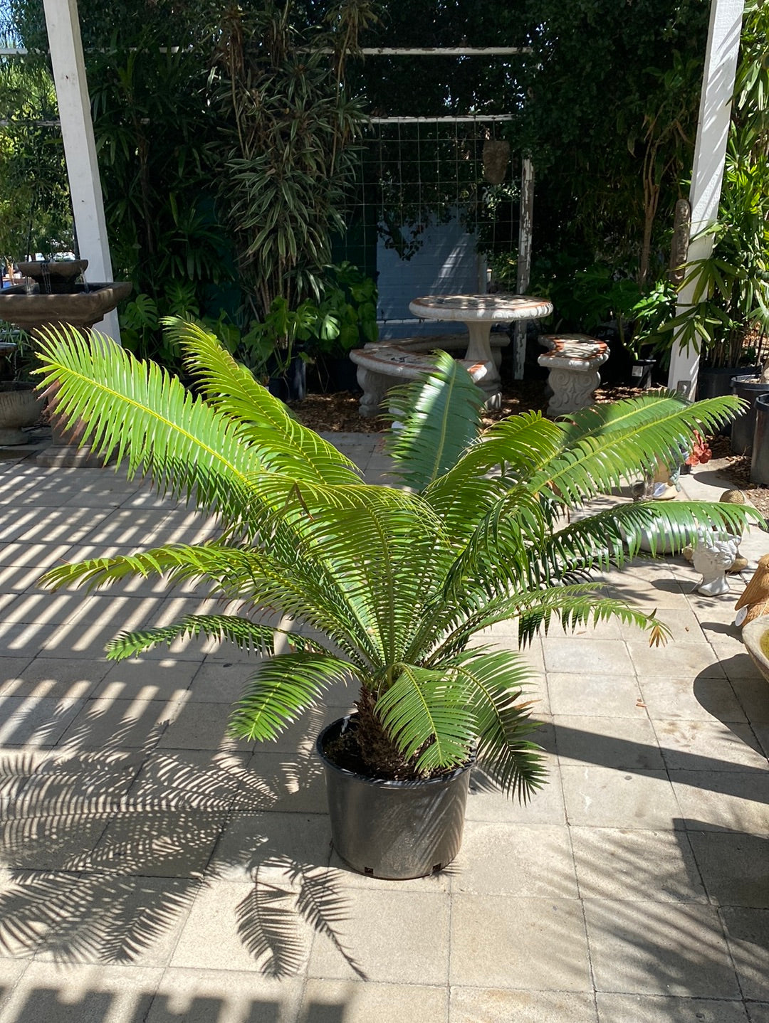 Dioon spinulosum – Jurassic Palms