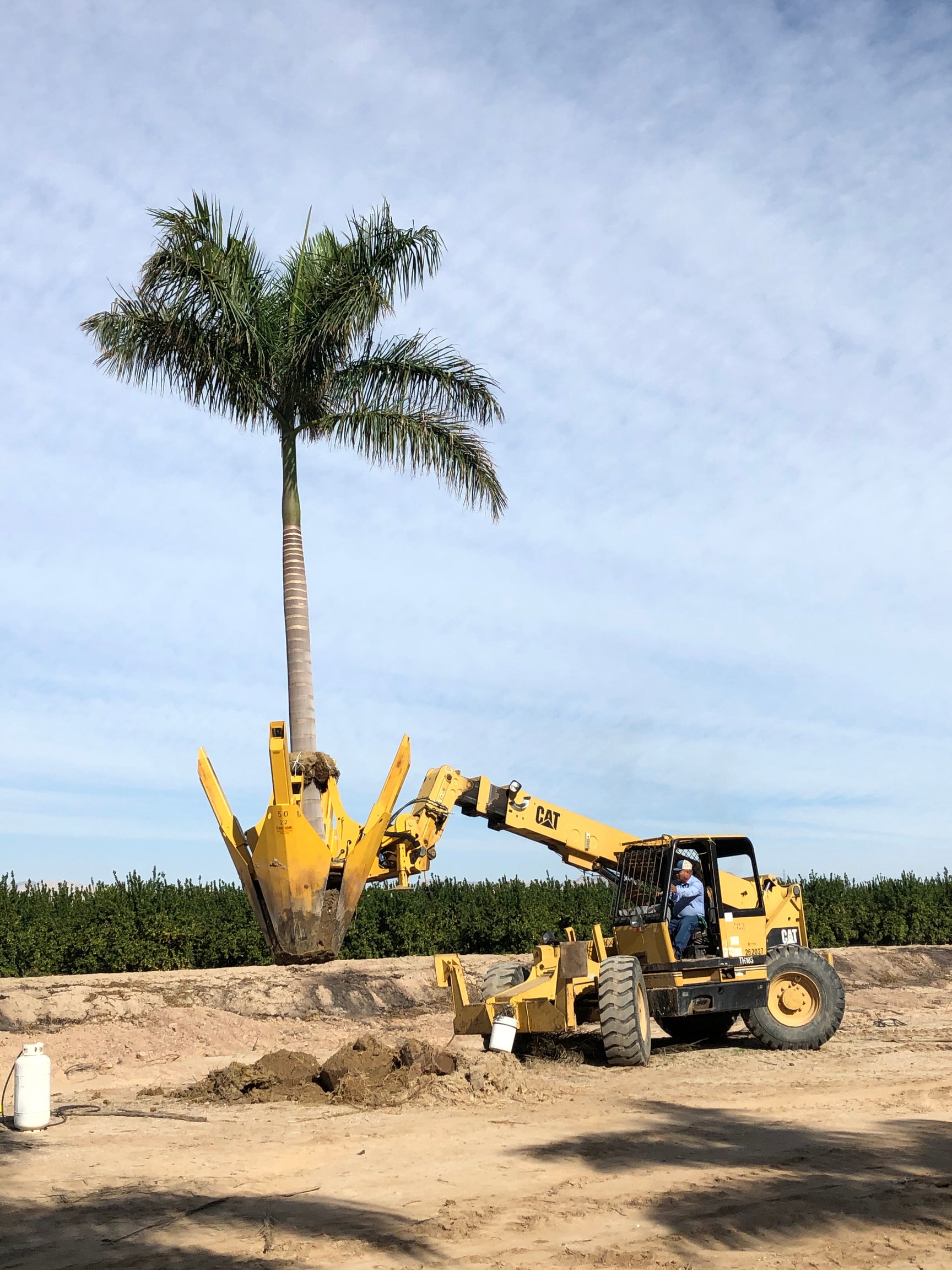 Jurassic Palms