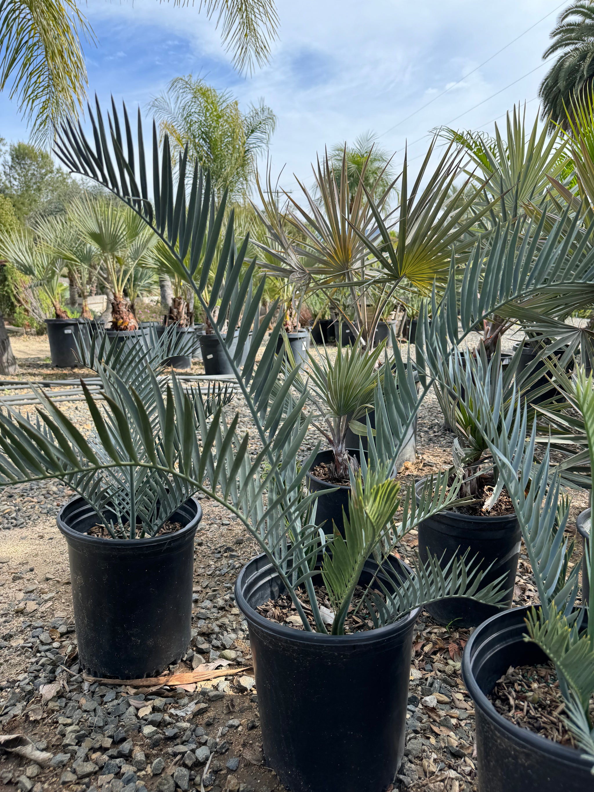Encephalartos lehmannii – Jurassic Palms