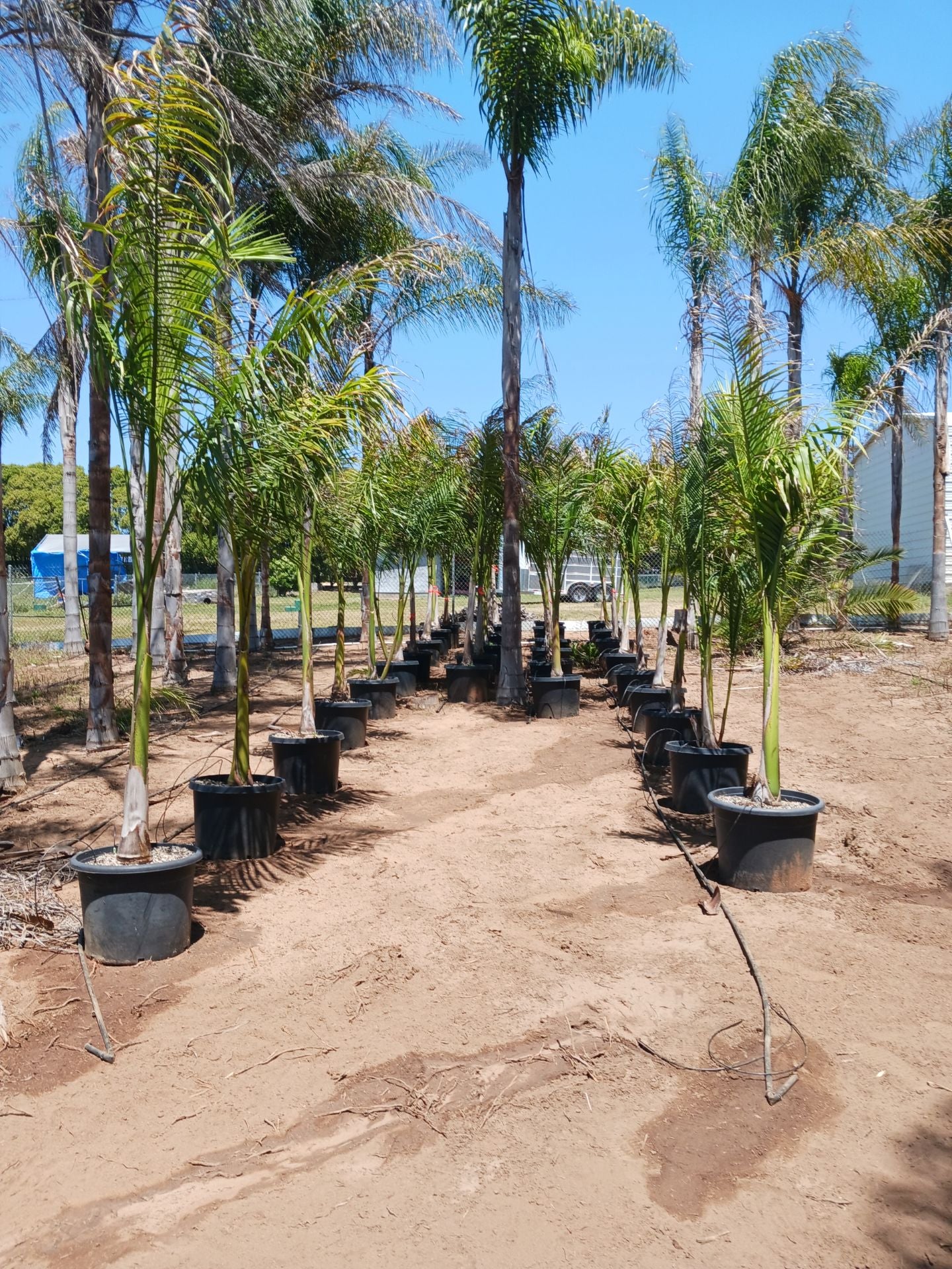 Roystonea Regia – Jurassic Palms