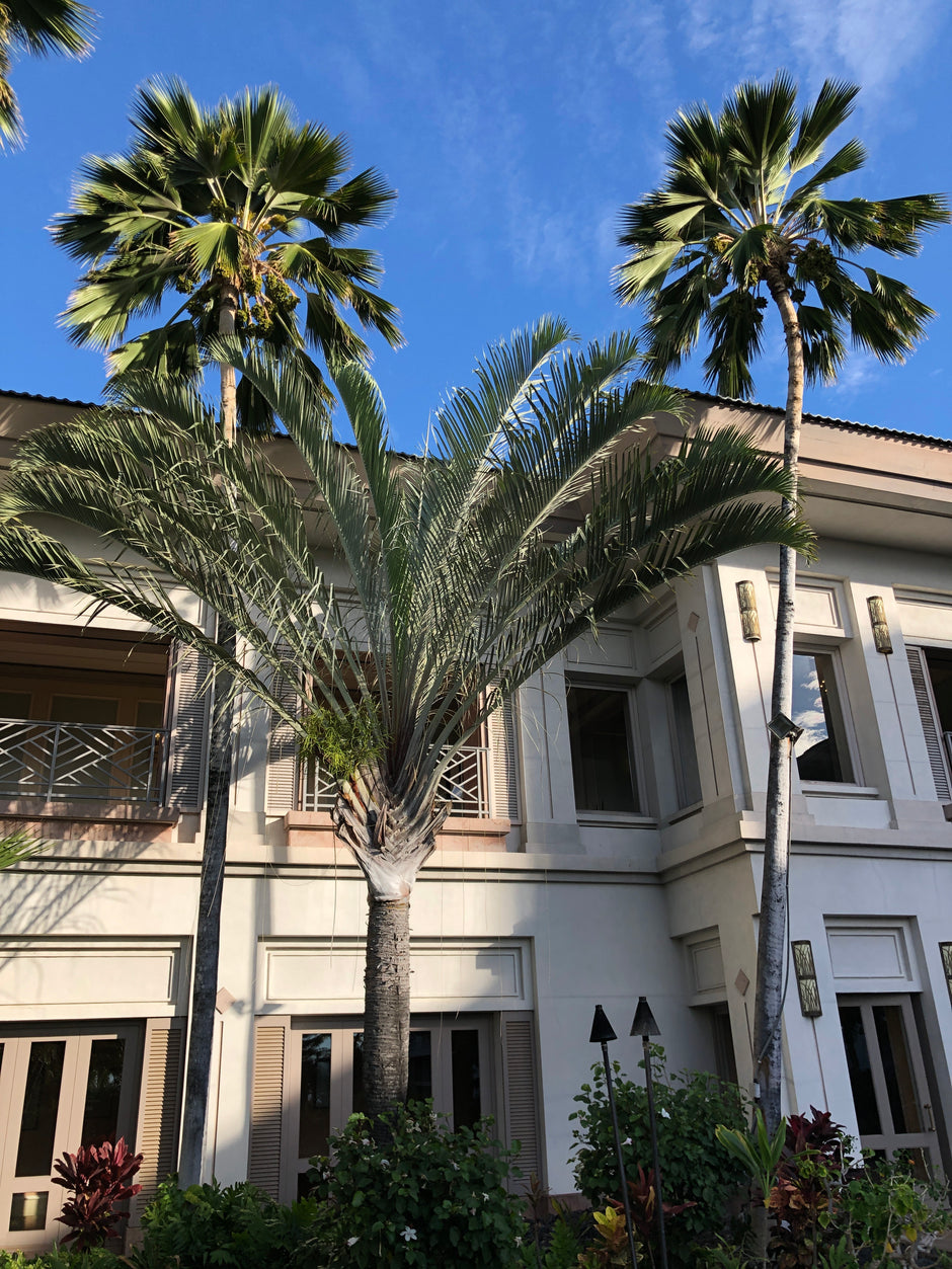 Specimen Palm Trees – Jurassic Palms