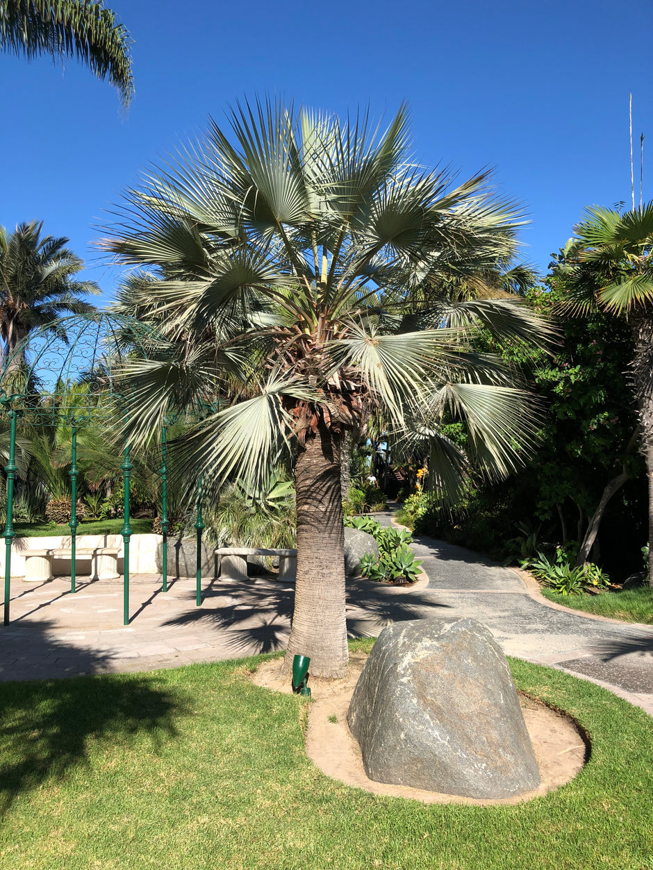 Specimen Palm Trees – Jurassic Palms