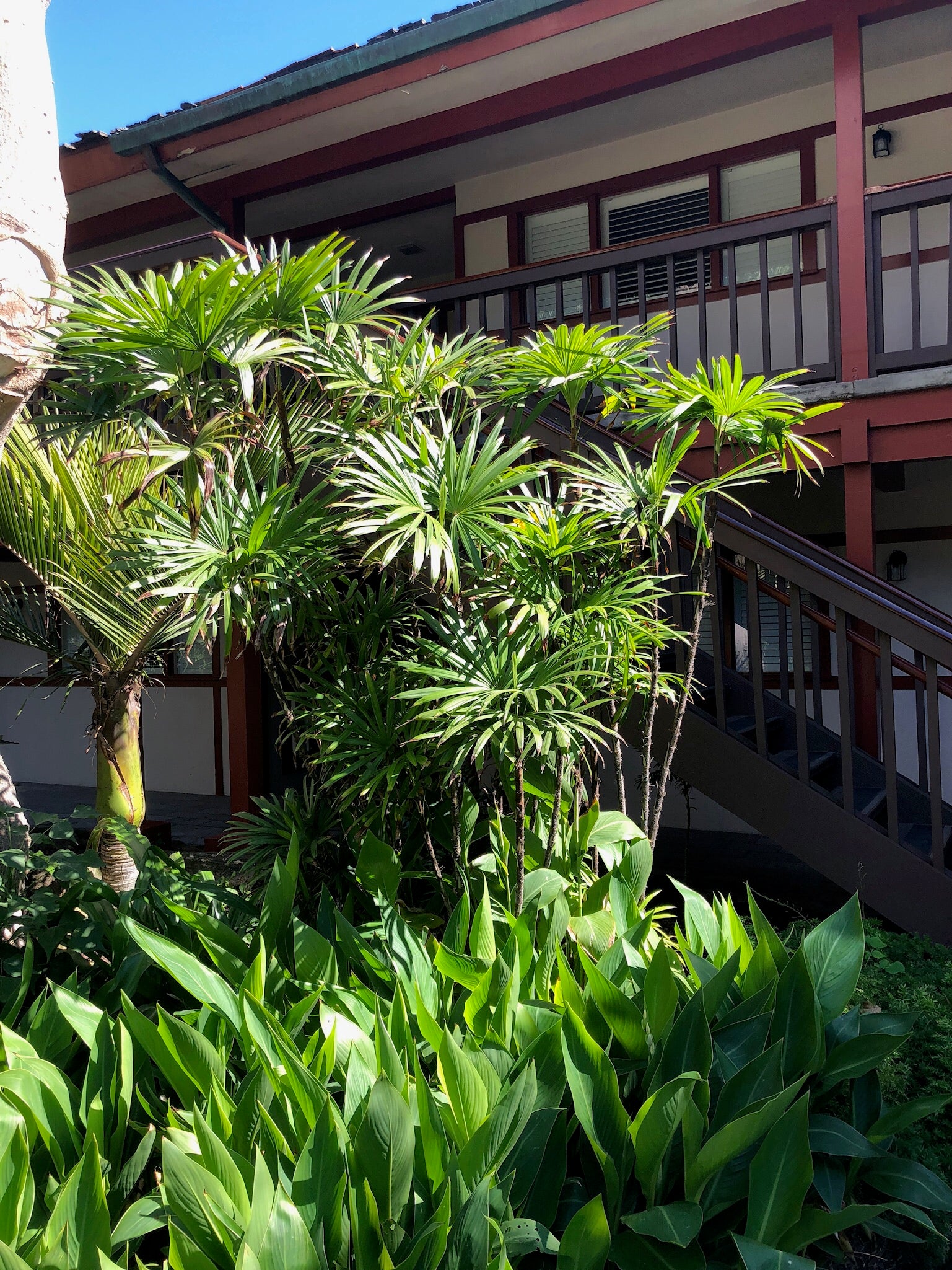 Rhapis excelsa – Jurassic Palms